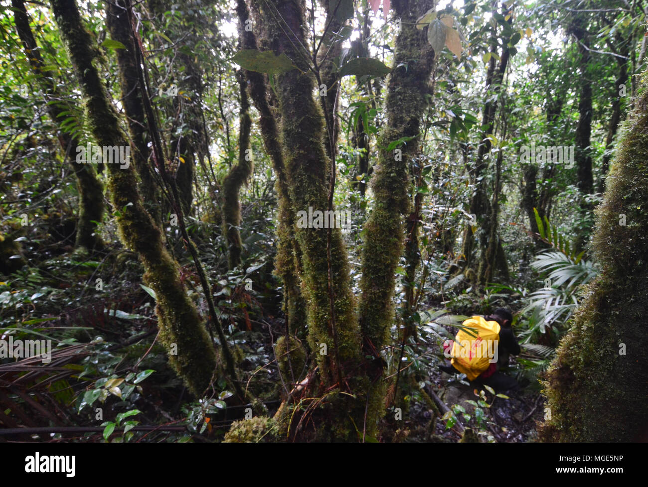 The Meratus Mountains, South Borneo, Indonesia Stock Photo - Alamy