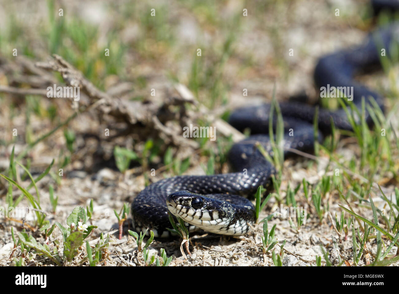 Grass snake at Kopacki Rit Nature Park, Croatia Stock Photo - Alamy