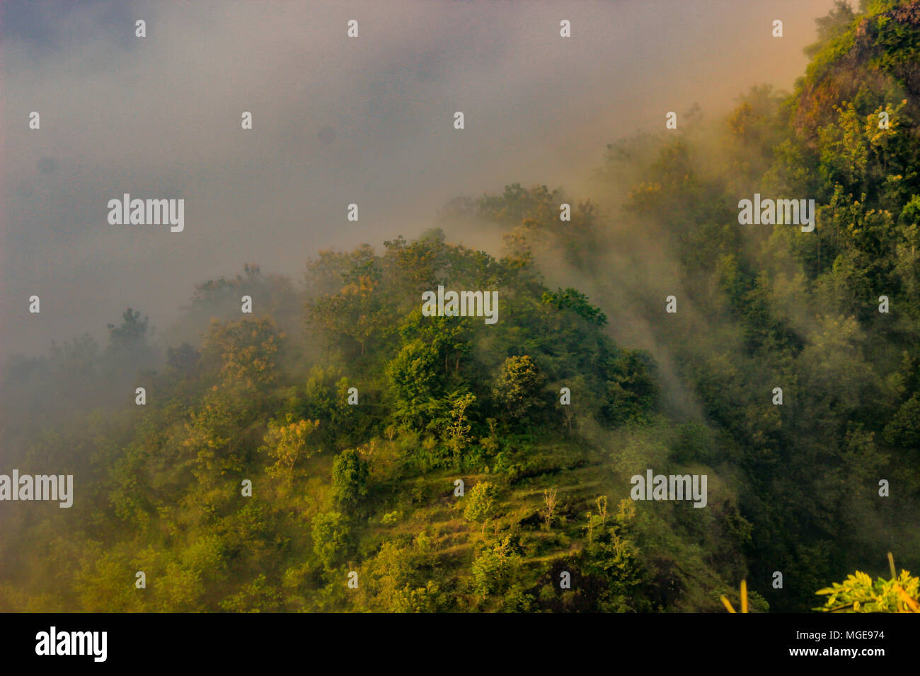 Mangunan fruit garden bantul hi-res stock photography and images - Alamy