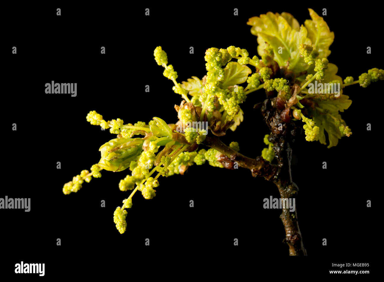 Pollination in plants hi-res stock photography and images - Alamy