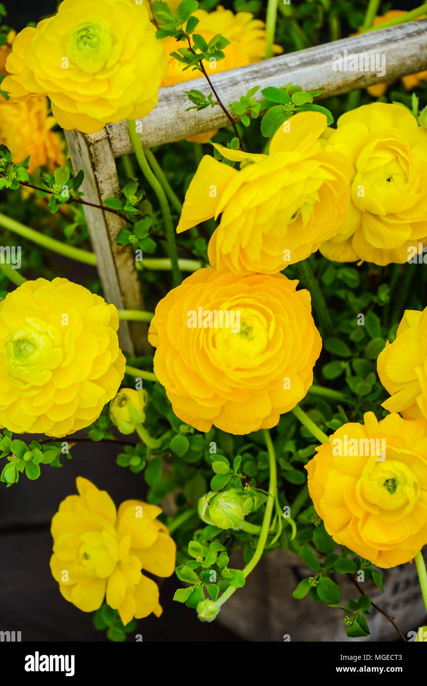 Summer bouquet with bright yellow flowers on rustic background with ...