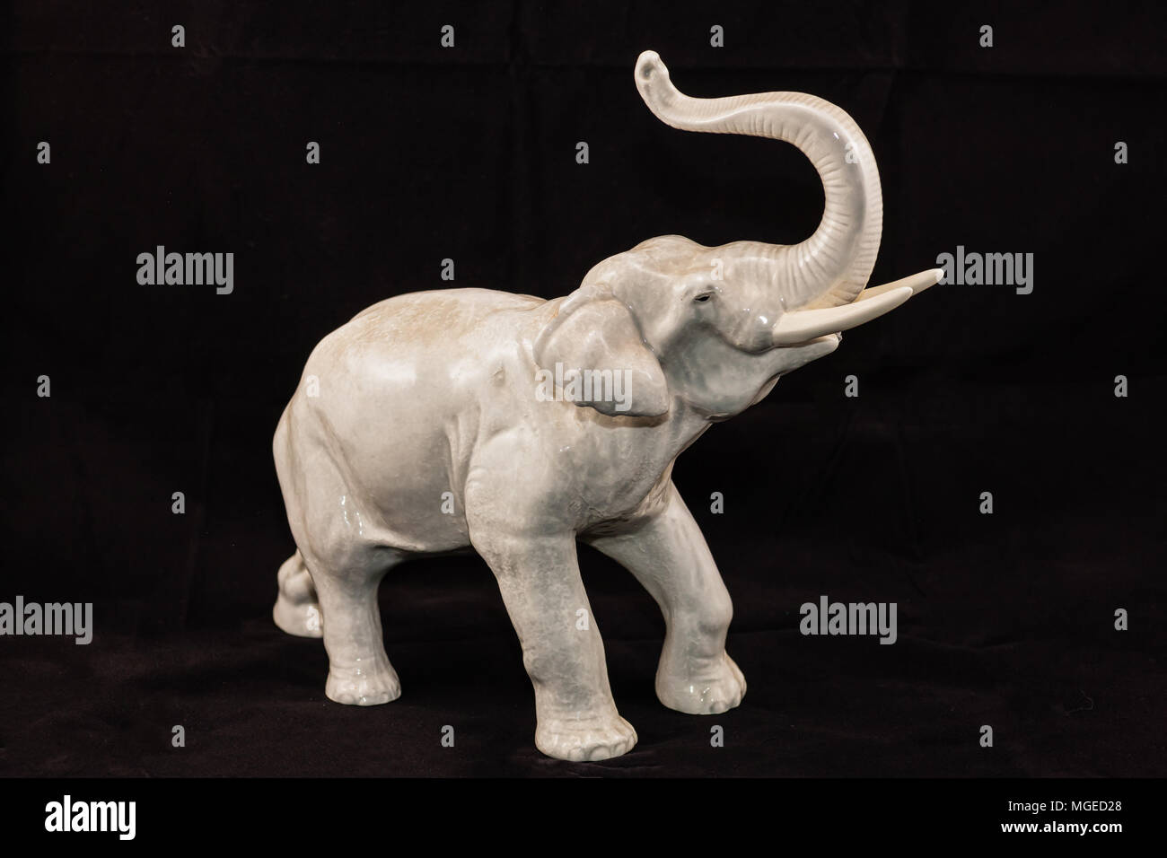 right side of trumpeting light grey elephant Stock Photo - Alamy