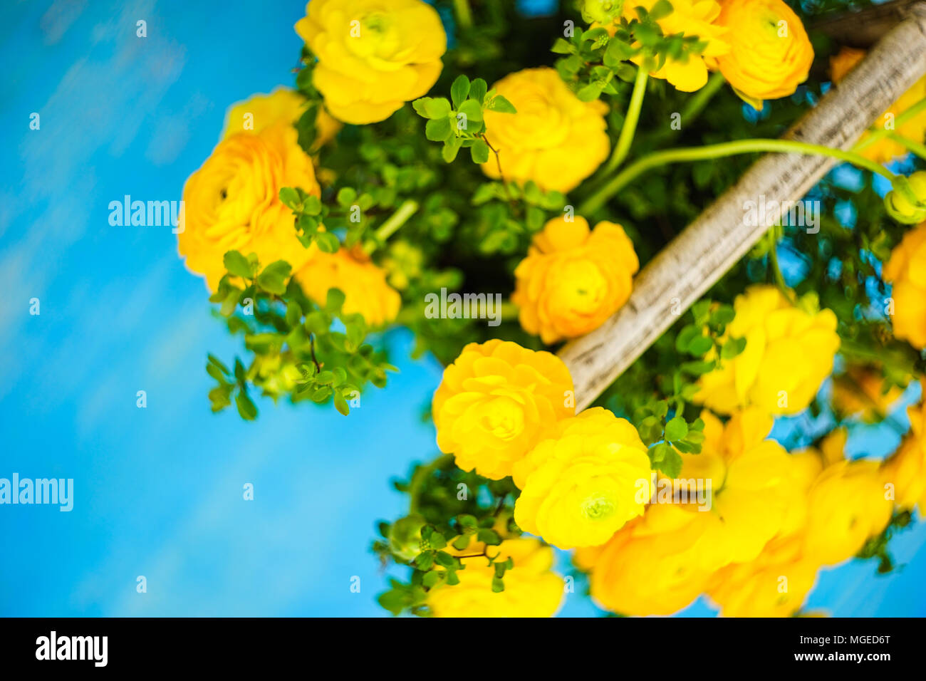 Summer bouquet with bright yellow flowers on rustic blue background ...