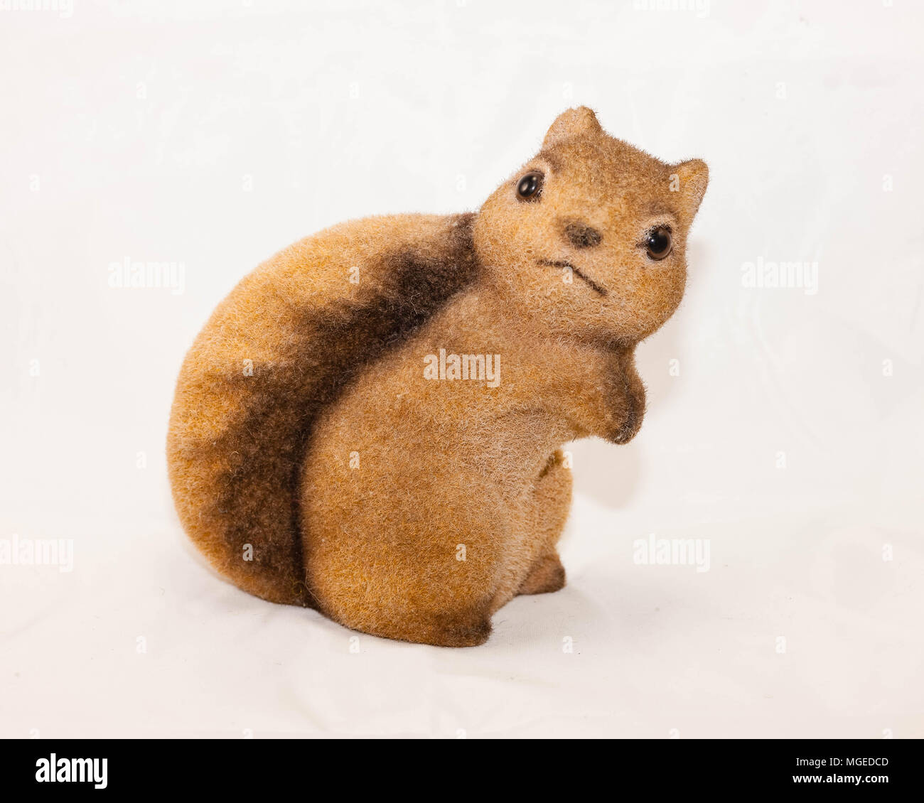 a young squirrel turned to look to its right Stock Photo - Alamy