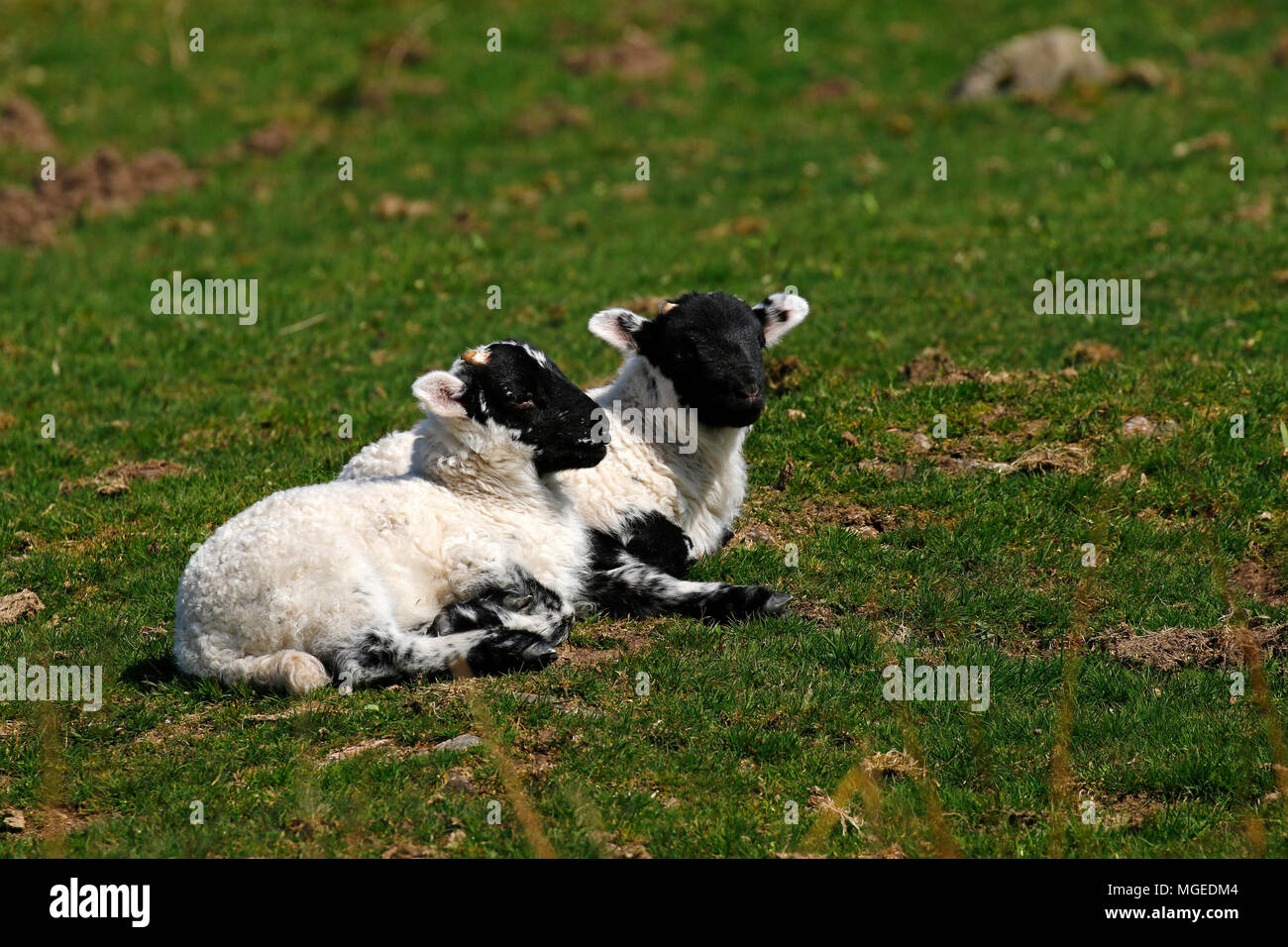 New born lambs enjoying the spring sunshine Stock Photo - Alamy