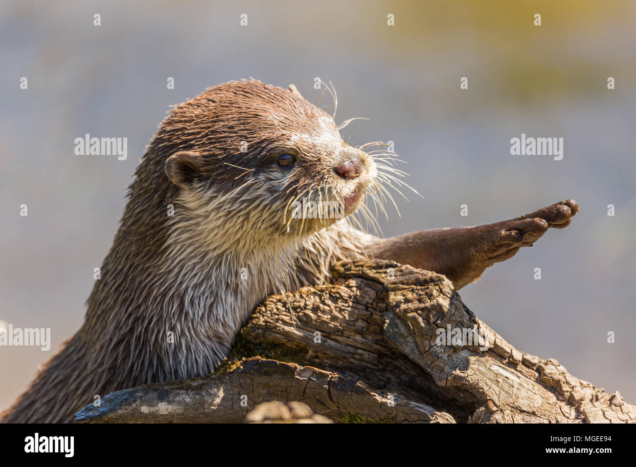 Otter scotland hi-res stock photography and images - Alamy