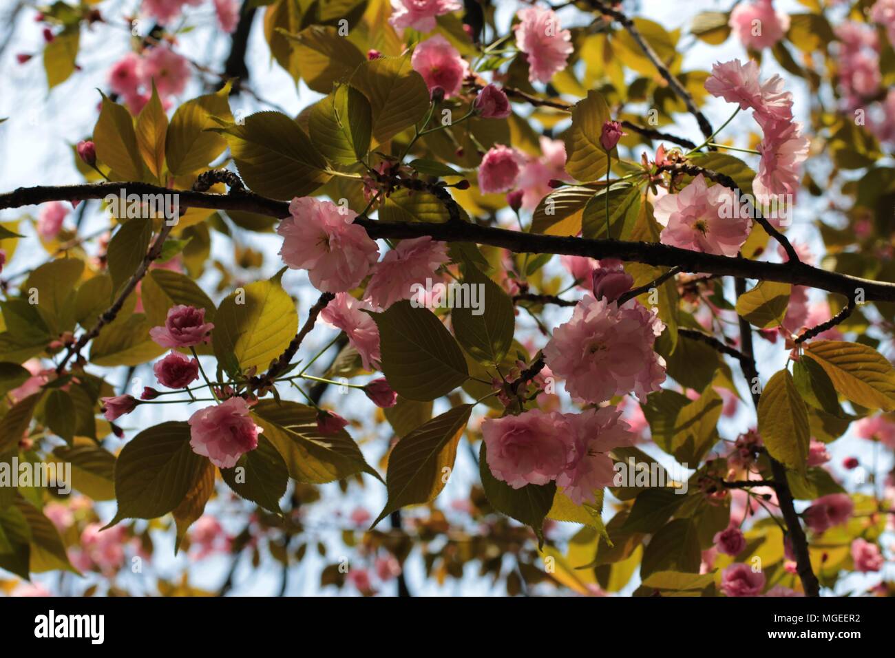Pink flowers of japanese cherry tree (Prunus serrulata Stock Photo - Alamy