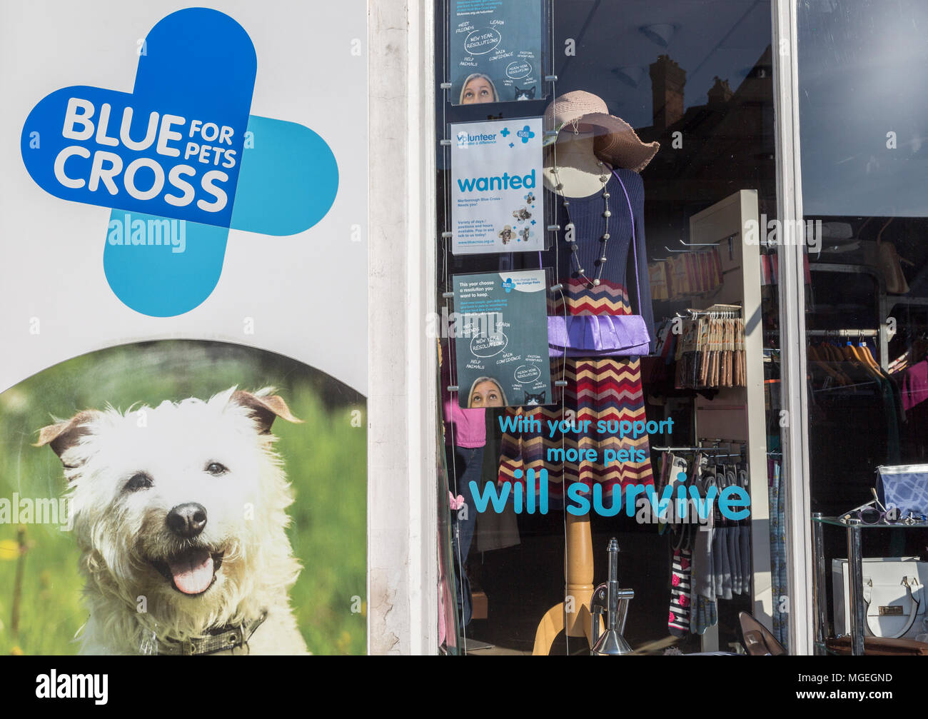 Blue Cross Charity Pets