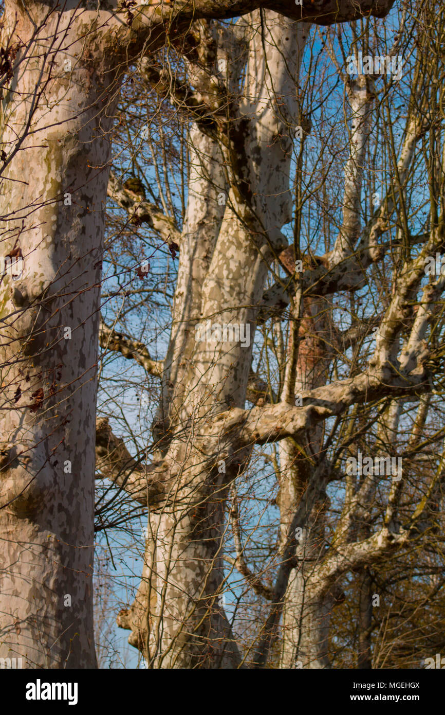 Trunk and branches of a old sycamore tree silhouetted against a blue ...
