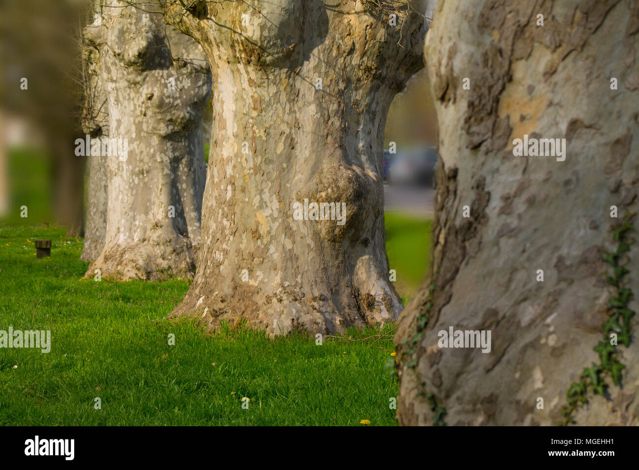 Trunk and branches of a old sycamore tree silhouetted against a blue ...