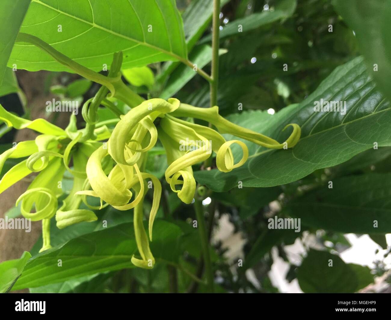 Ilang ilang hi-res stock photography and images - Alamy