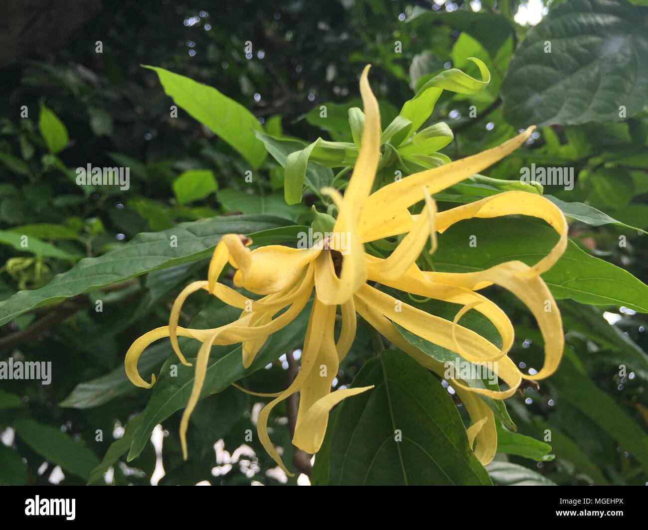 Ilang hi-res stock photography and images - Alamy