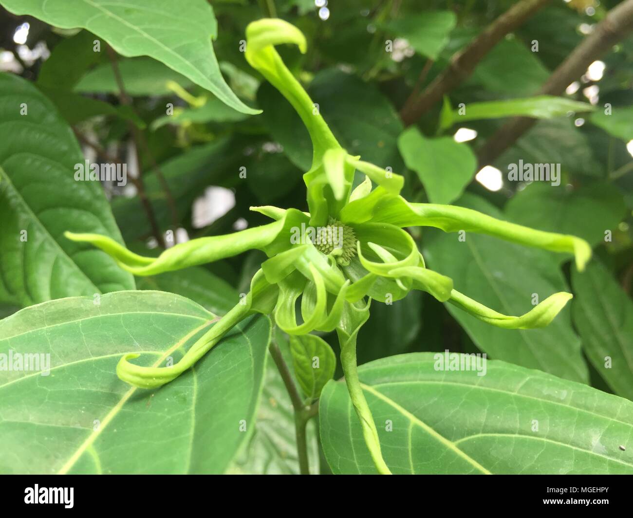 Thai Ylang-Ylang or ilang-ilang tree, the color of young age flower is ...