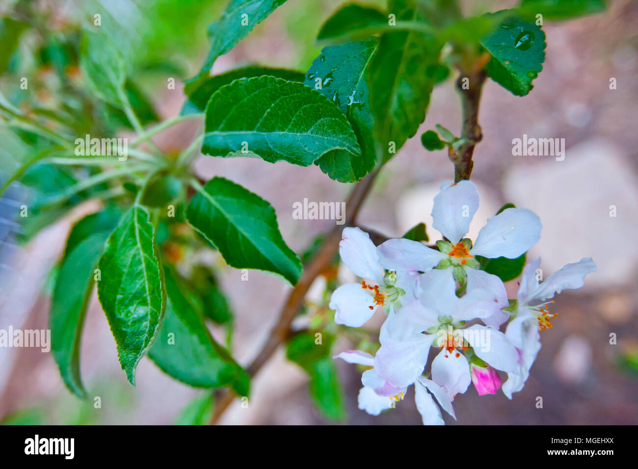 An spring peach hi-res stock photography and images - Alamy