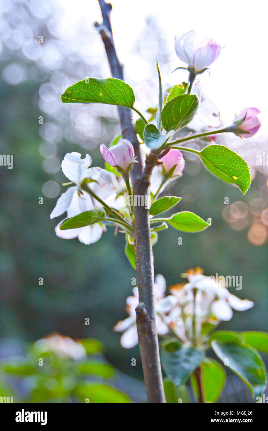 Peach plant hi-res stock photography and images - Alamy