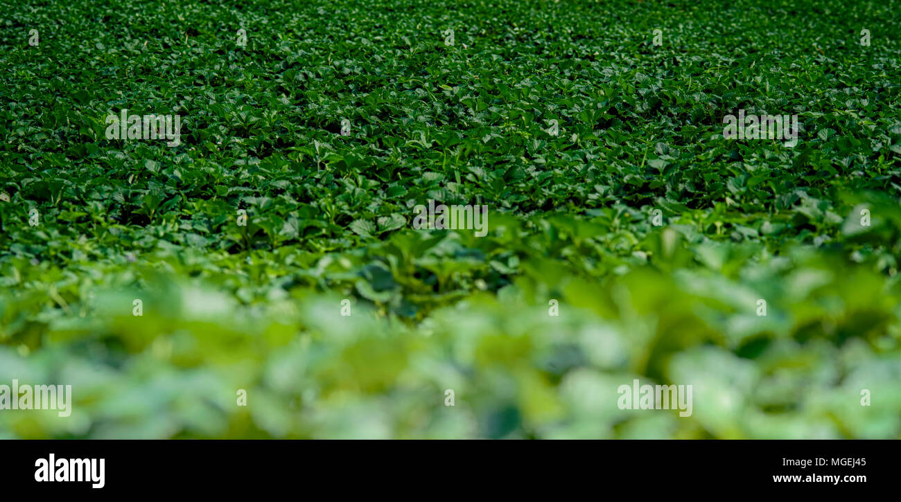 Texture of green grass play ground Stock Photo - Alamy