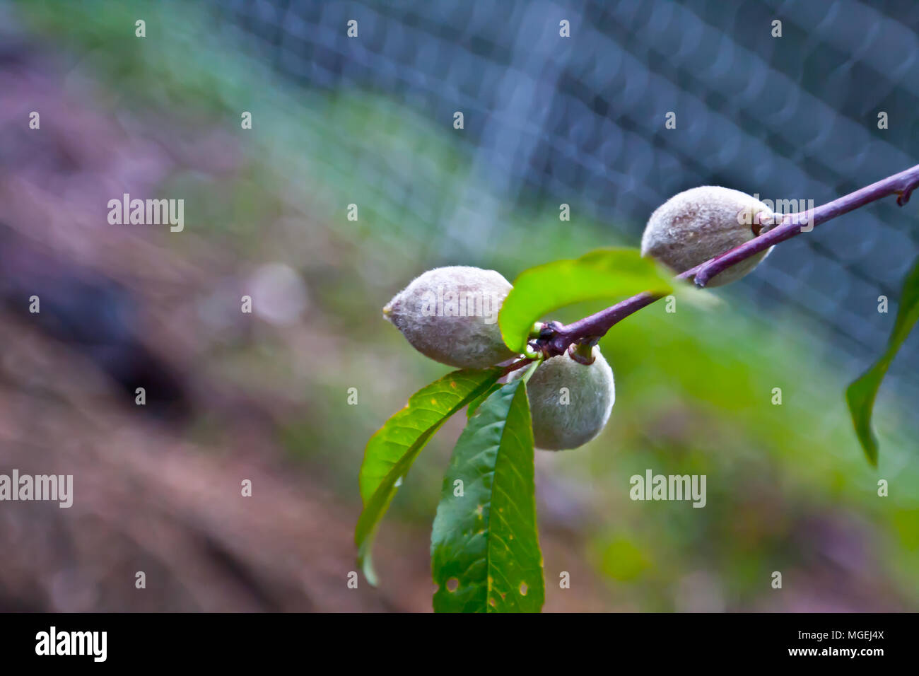 Spring Baby Peach Stock Photo - Alamy