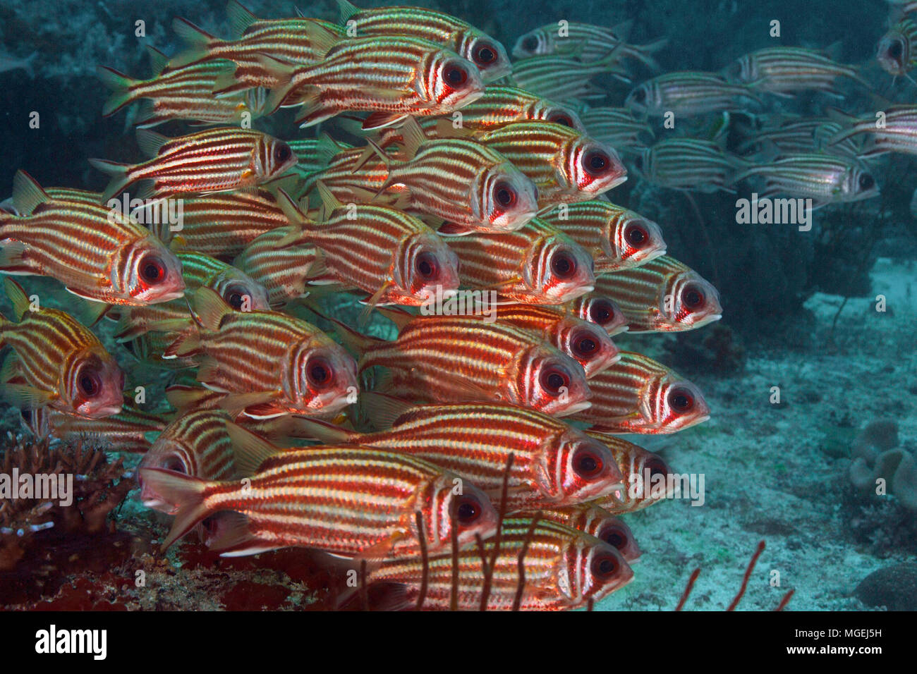 School of blotcheye soldierfish (Myripristis berndti). Picture was ...