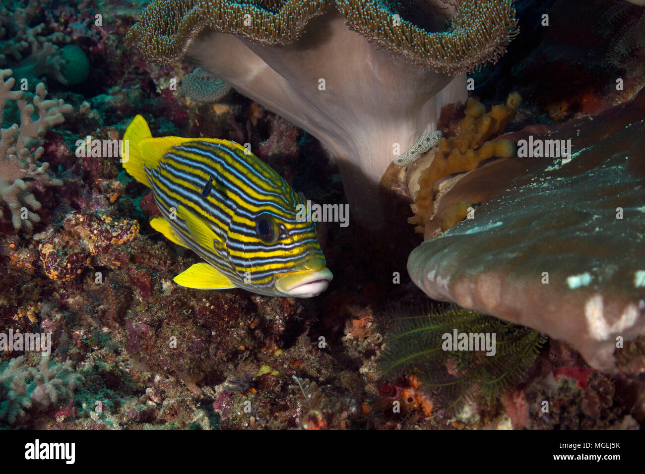 Oriental sweetlips fish (Plectorhinchus vittatus). Picture was taken in ...