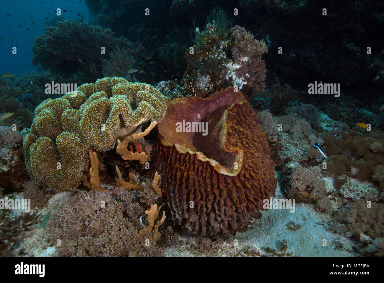 Undersea world picture hi-res stock photography and images - Alamy