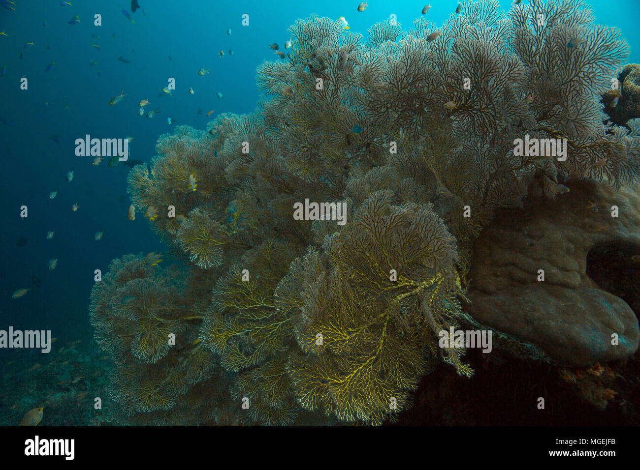 Beautiful sea fan coral hi-res stock photography and images - Alamy