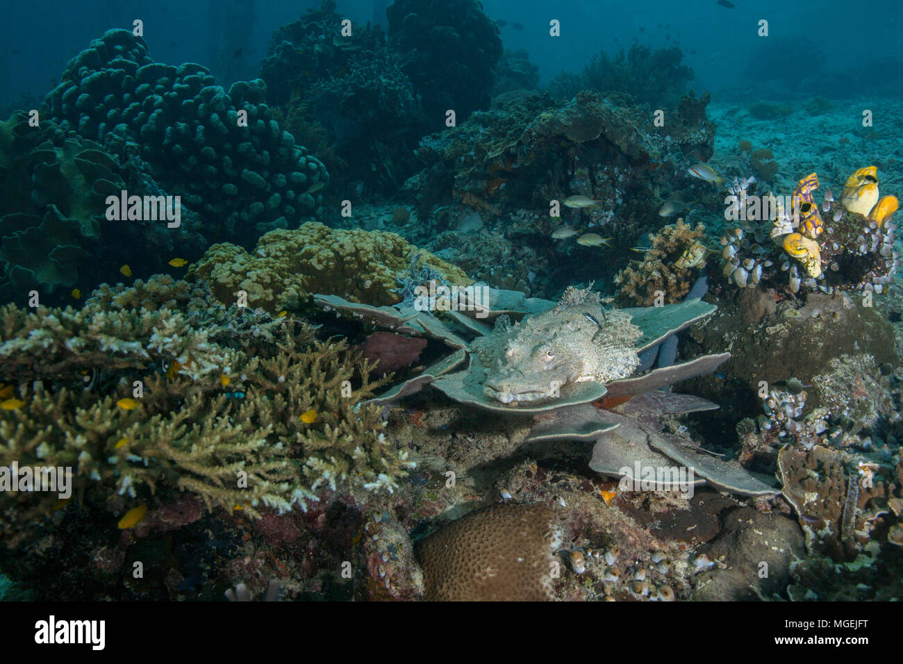 Crocodilefish (Cymbacephalus beauforti) well camouflaged on reef ...