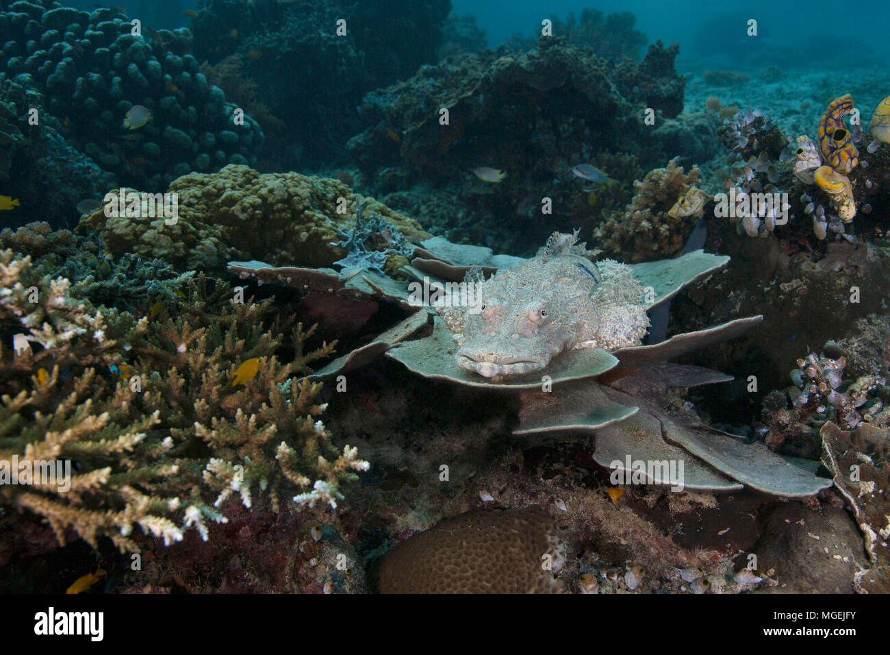 Crocodilefish (Cymbacephalus beauforti) well camouflaged on reef ...