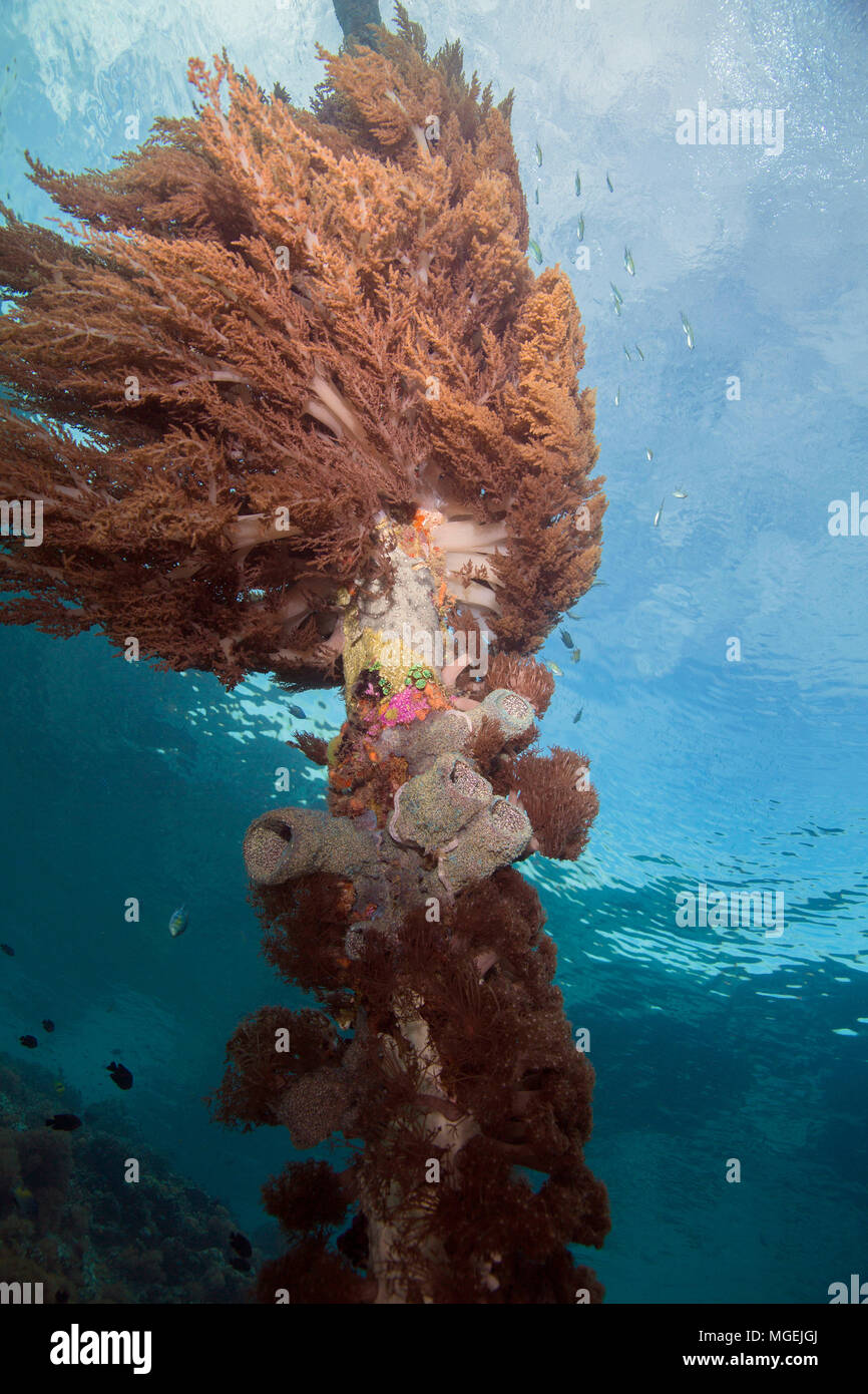 Life under jetty. Wonderful underwater world. Picture was taken in the ...
