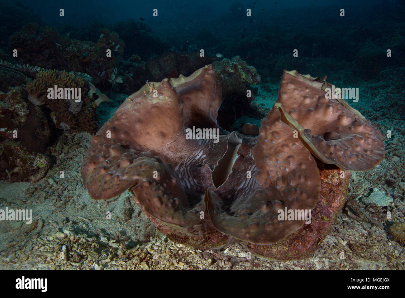 Giant clam (Tridacnidae). Picture was taken in the Ceram sea, Raja ...