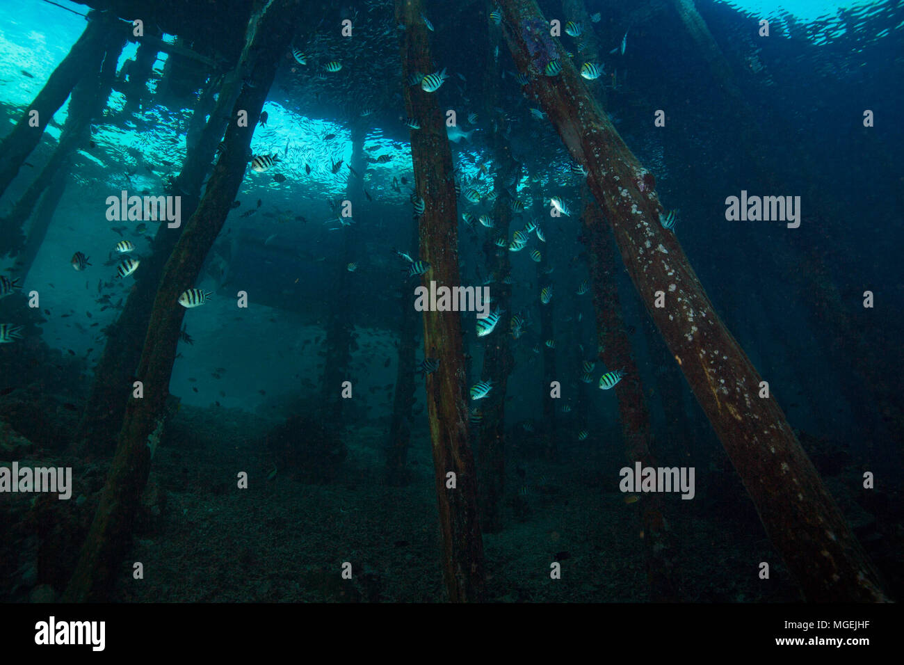 Life under jetty. Wonderful underwater world. Picture was taken in the ...