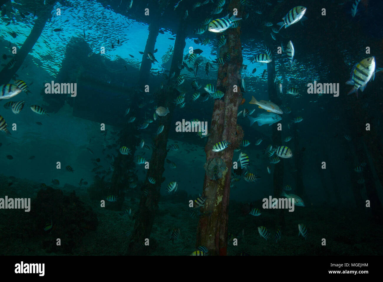 Life under jetty. Wonderful underwater world. Picture was taken in the ...