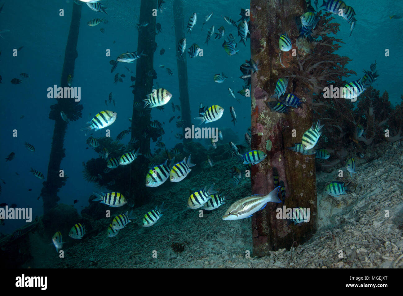 Life under jetty. Wonderful underwater world. Picture was taken in the ...