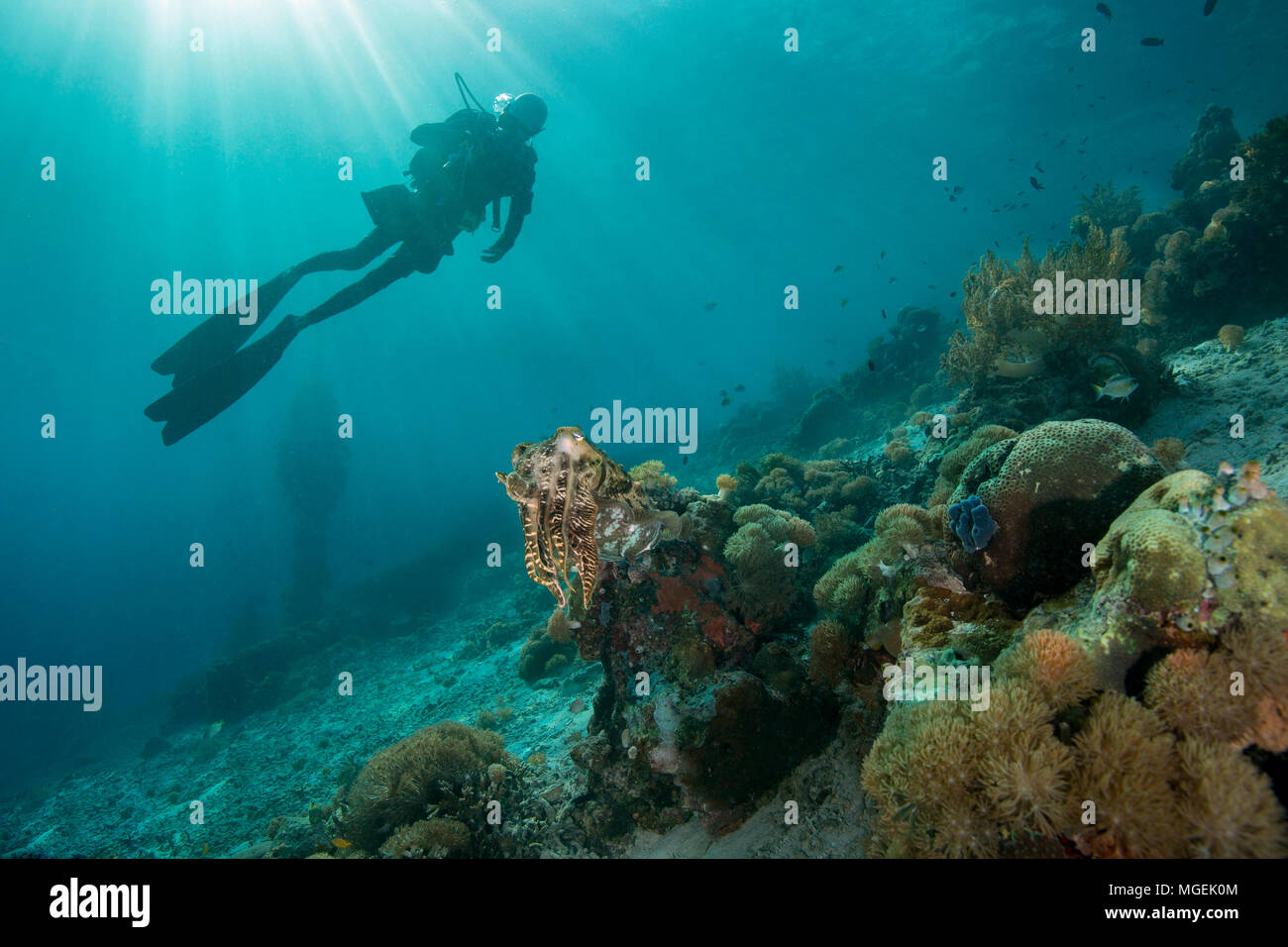 Cuttlefish and diver near soft corals. Picture was taken in the Ceram ...