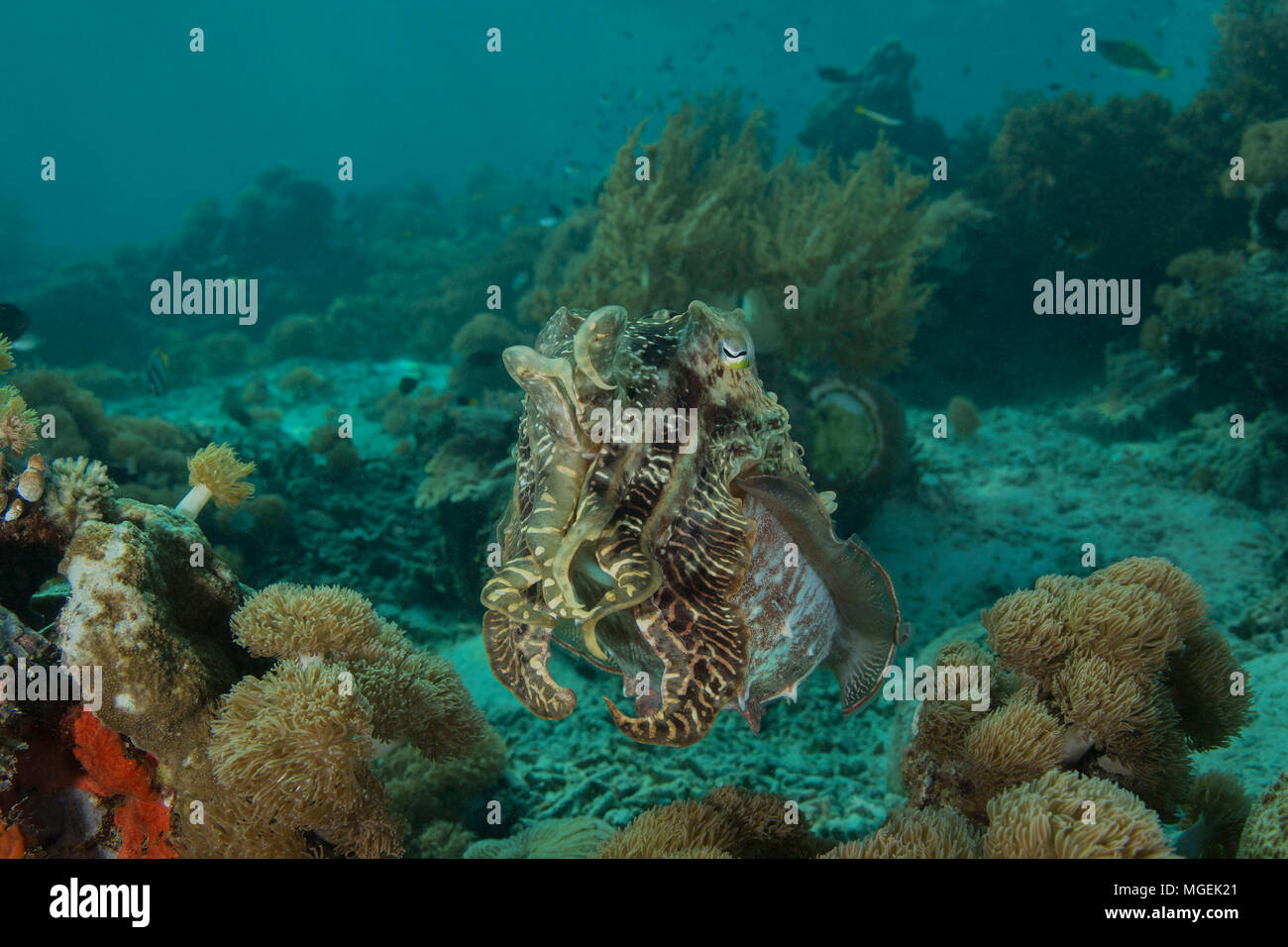 Soft cuttlefish hi-res stock photography and images - Alamy