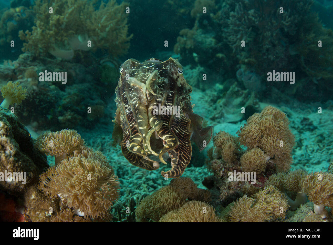 Soft cuttlefish hi-res stock photography and images - Alamy