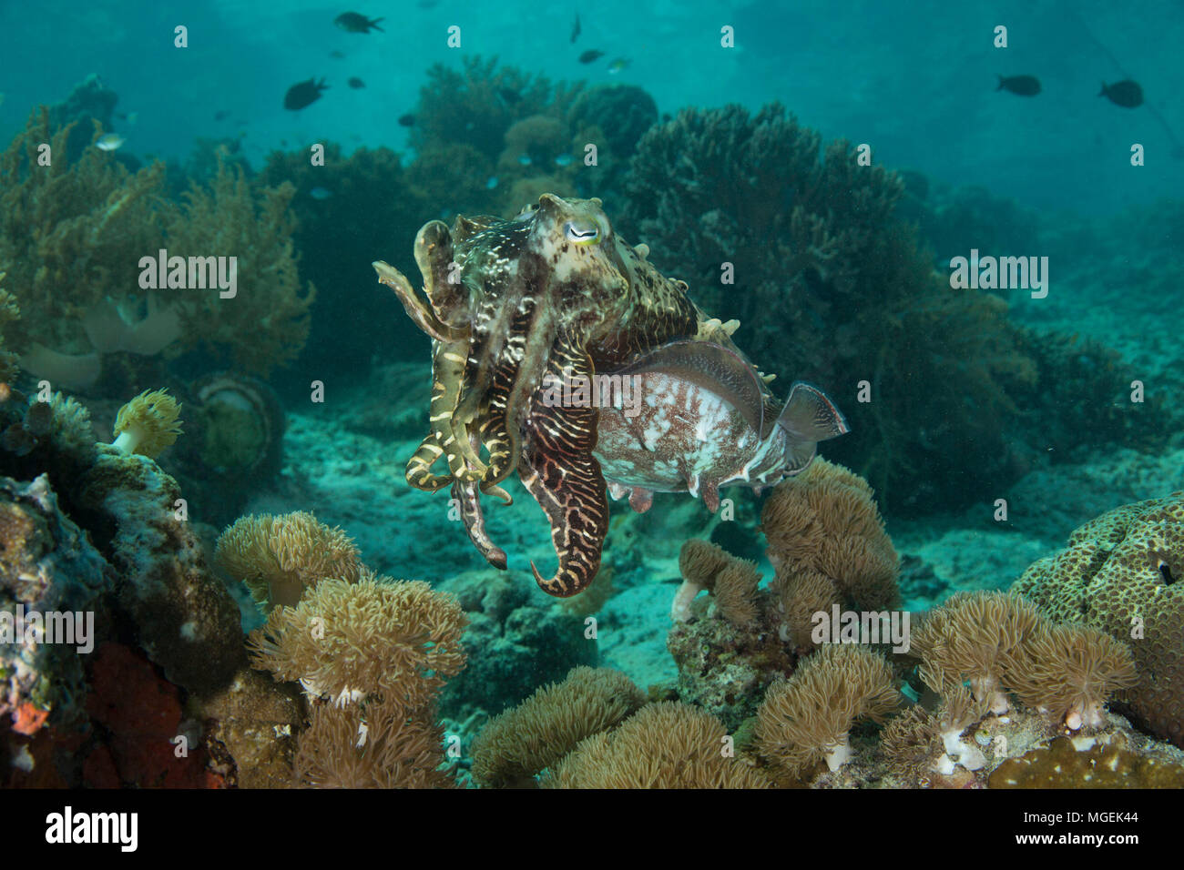 Cuttlefish near soft corals. Picture was taken in the Ceram sea, Raja ...