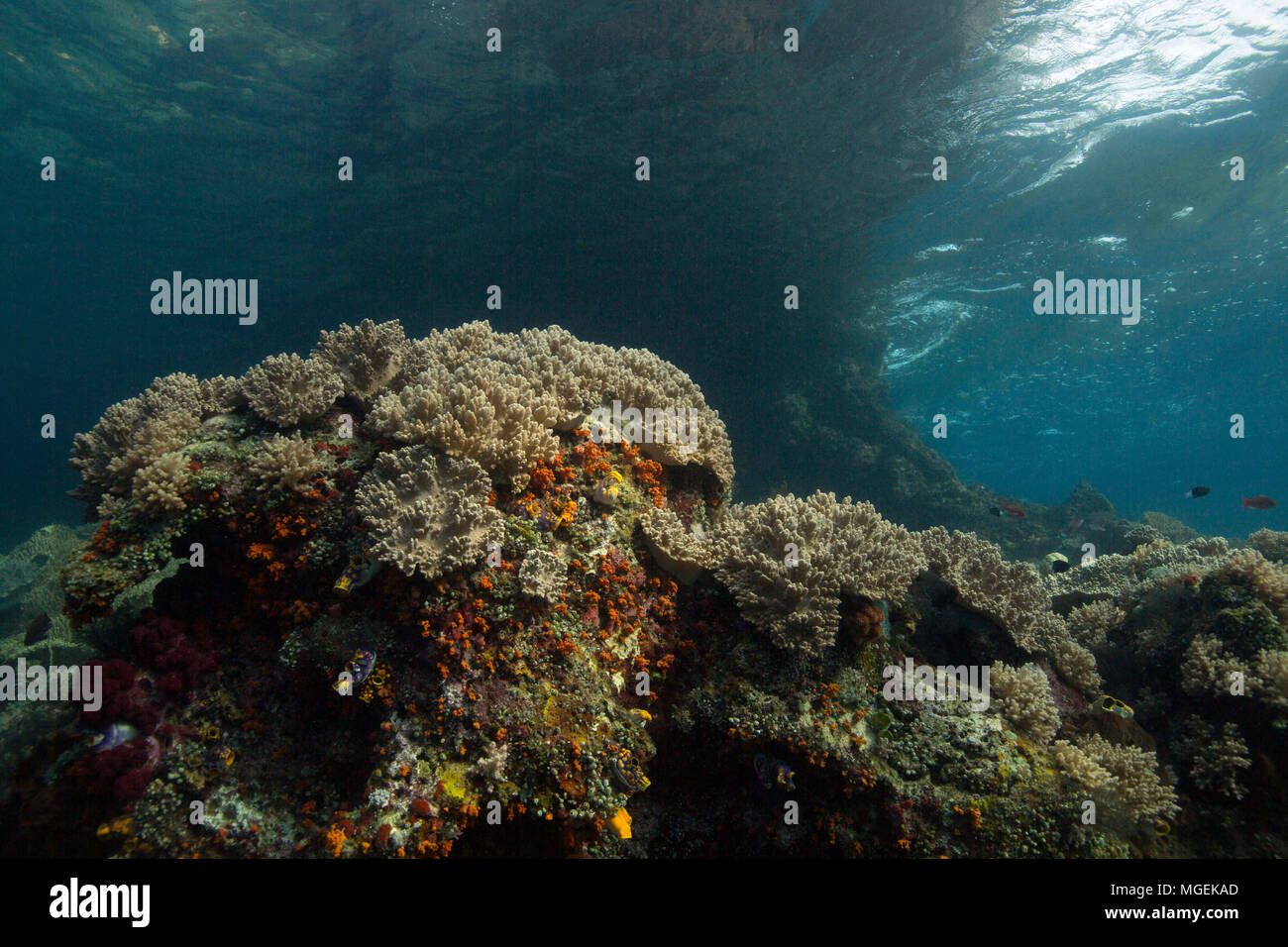 Unimaginable size of coral gardens, diversity of forms and fabulous ...