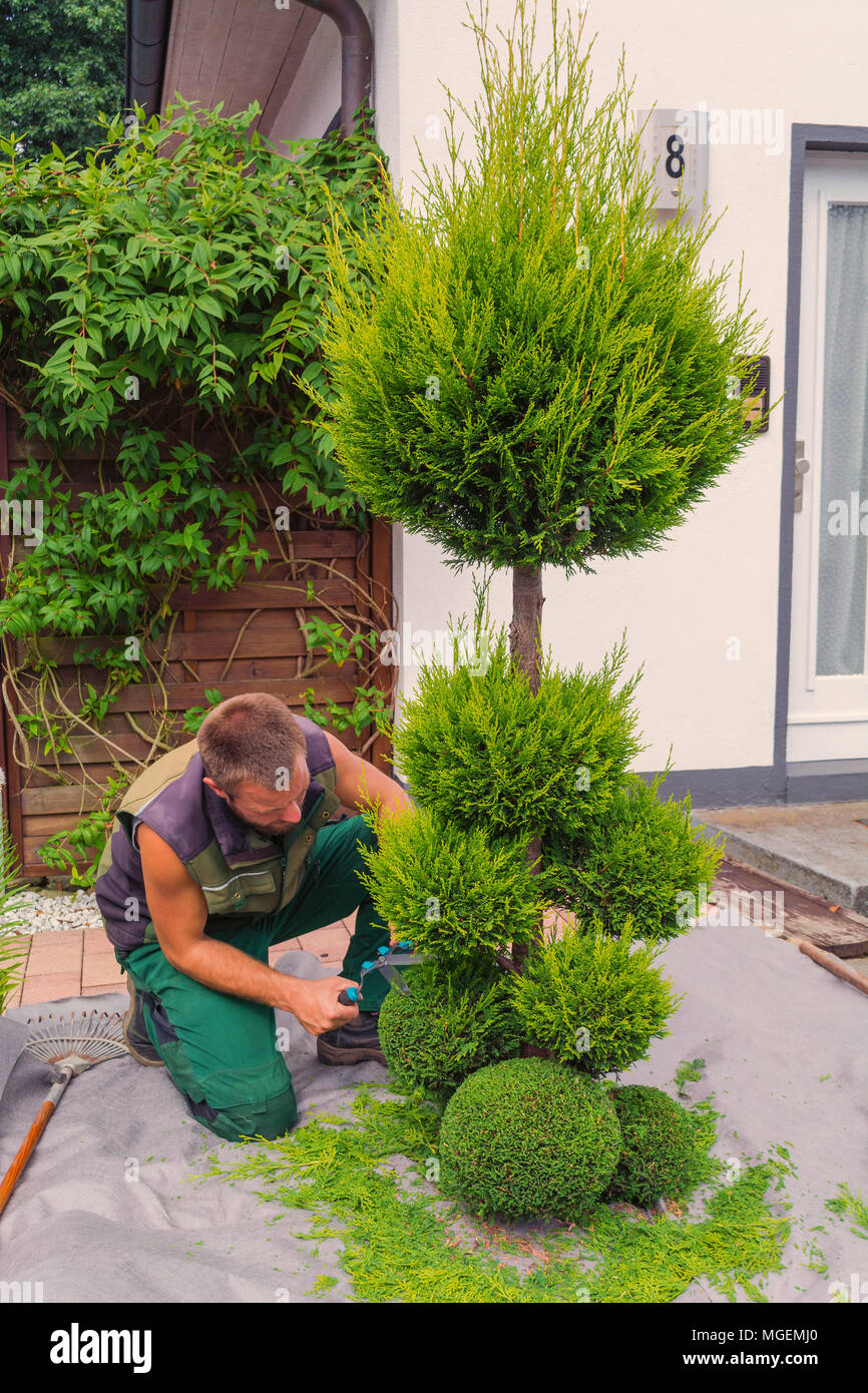 Small life trees or thuja cut in shape on a meadow Stock Photo - Alamy