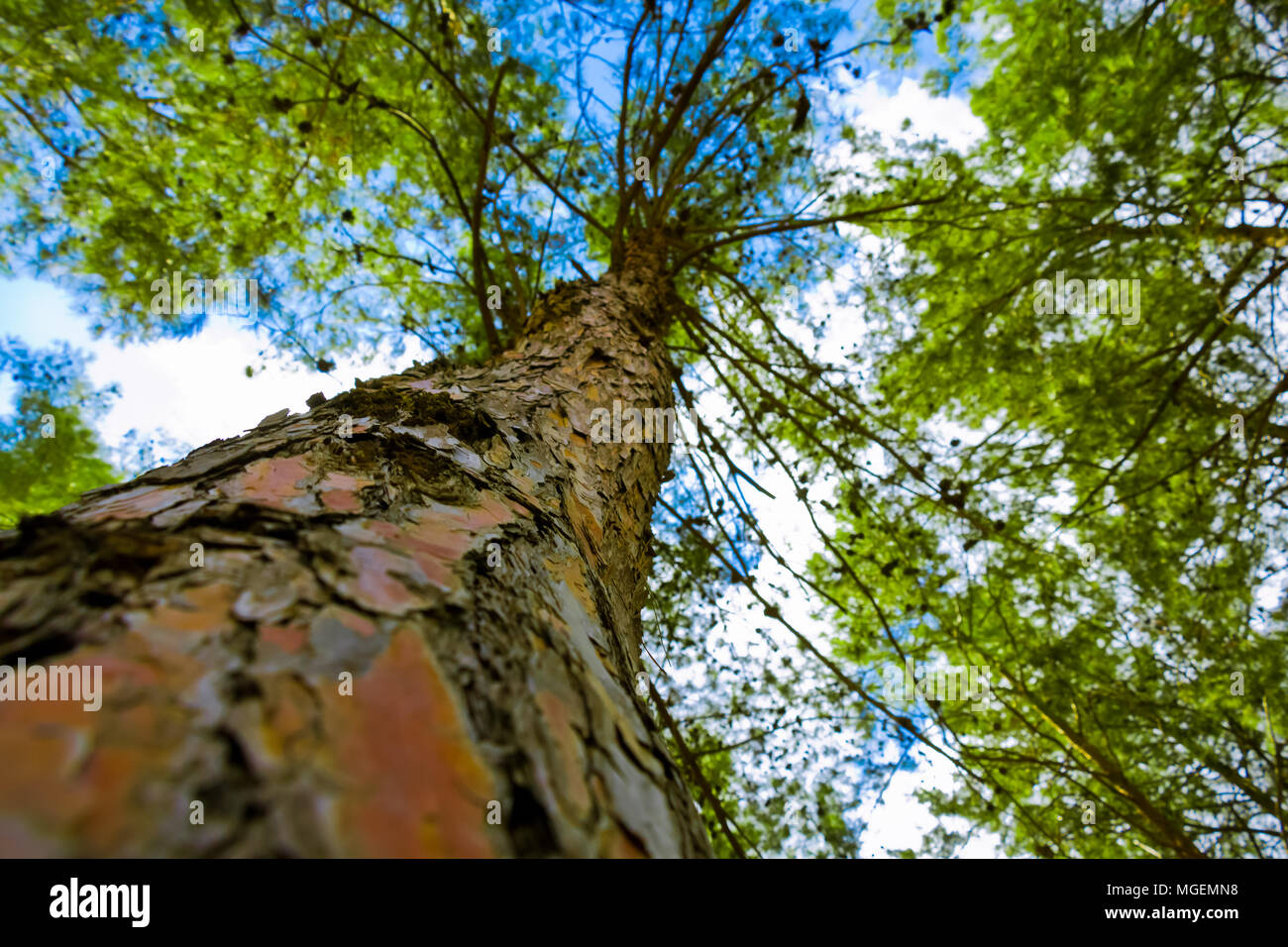Tree with a narrow depth of field. Vivid color Stock Photo - Alamy