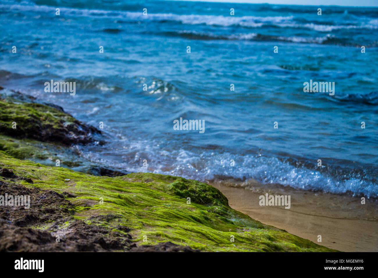 Blue Green Algae Sea Stock Photos & Blue Green Algae Sea Stock Images ...