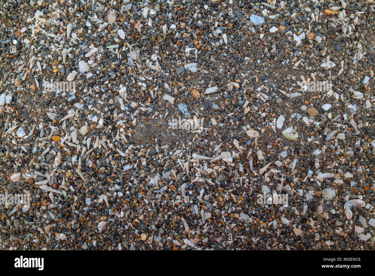 Crab Shell Texture High Resolution Stock Photography and Images - Alamy