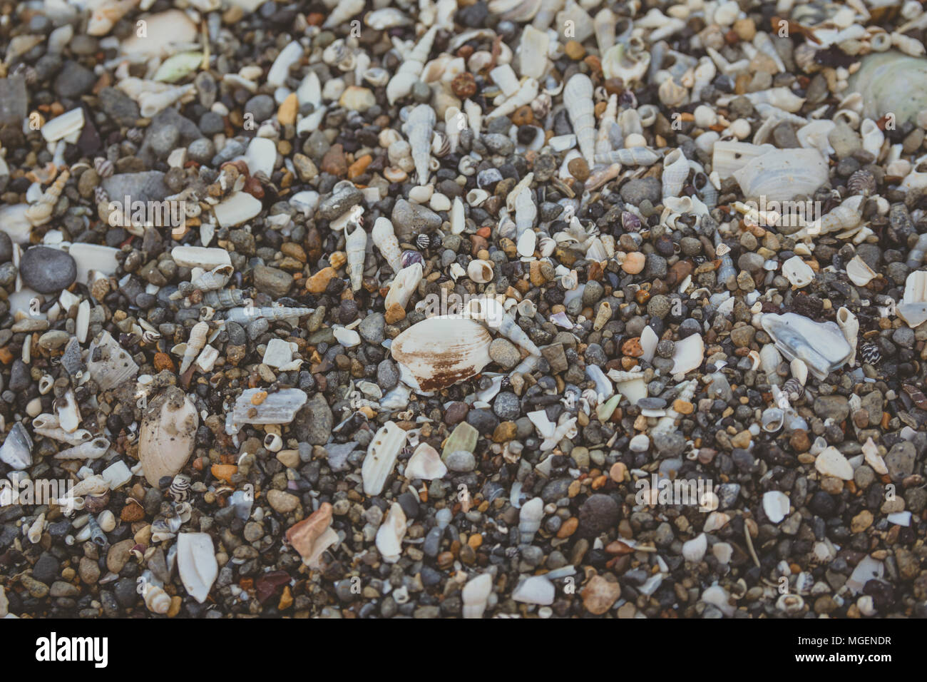 Tiny and large sea shell and rocks texture background Stock Photo - Alamy