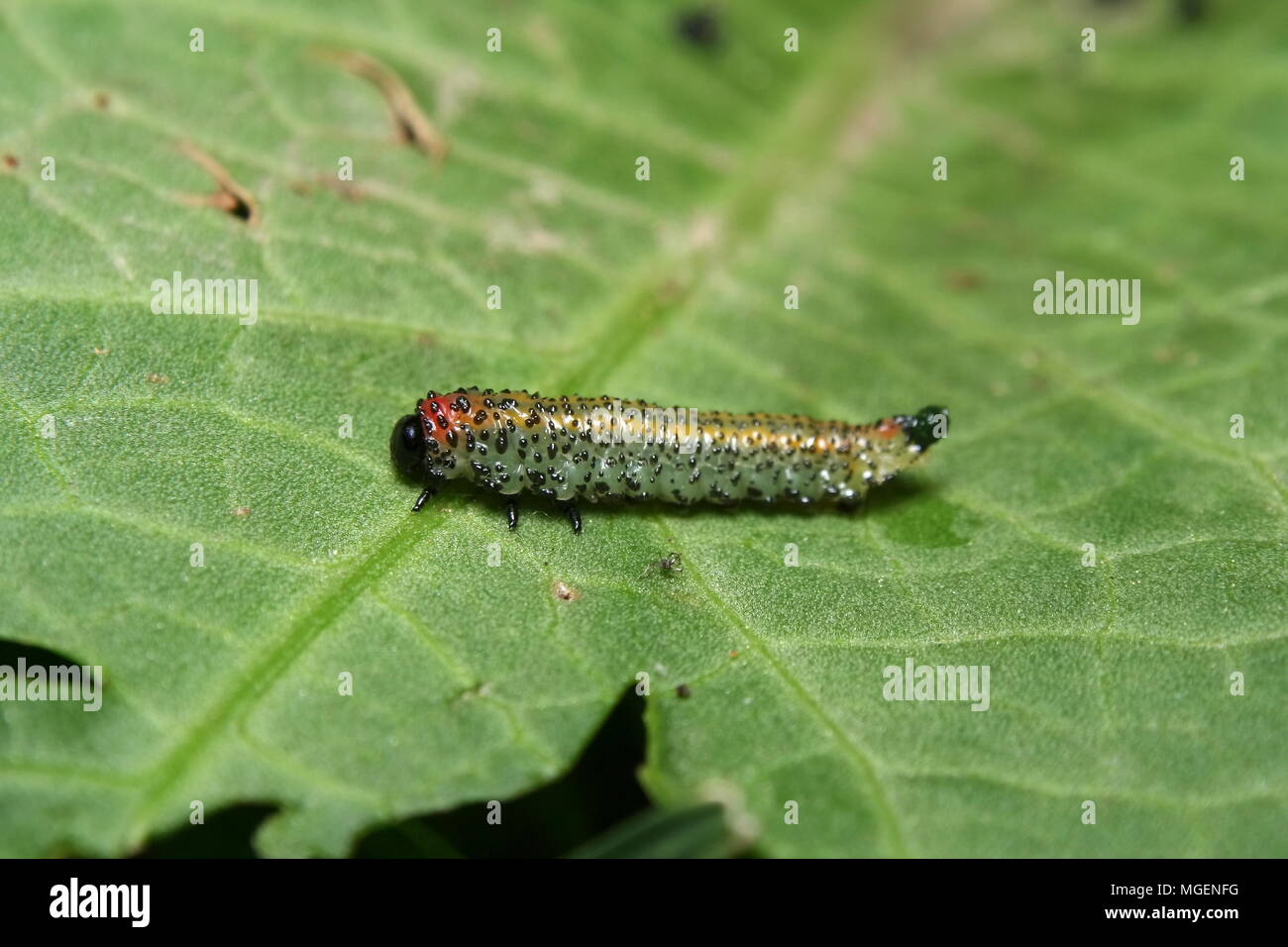 Sawfly caterpillar hi-res stock photography and images - Alamy