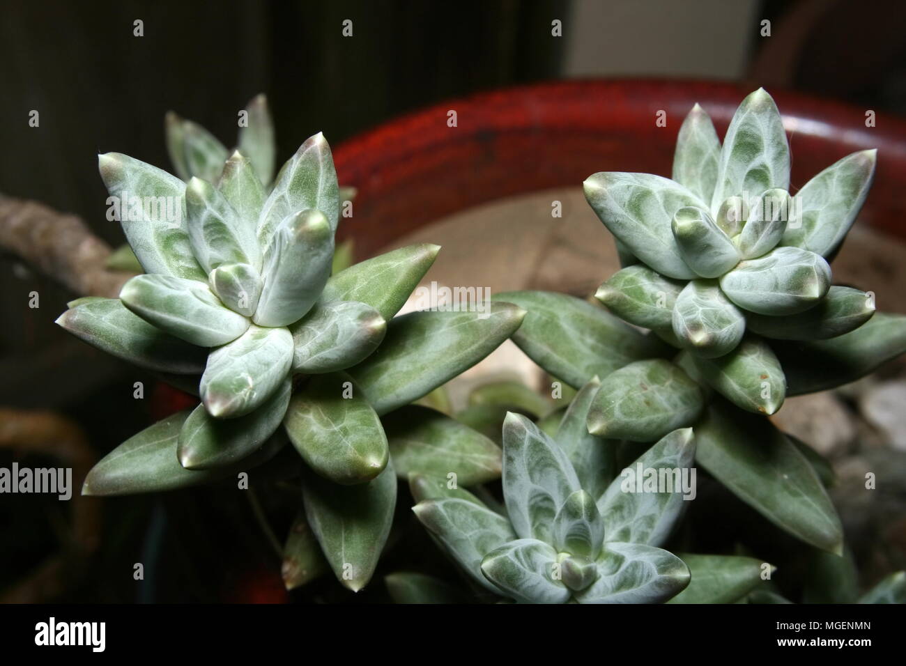 Succulent - Pachyphytum compactum Stock Photo - Alamy