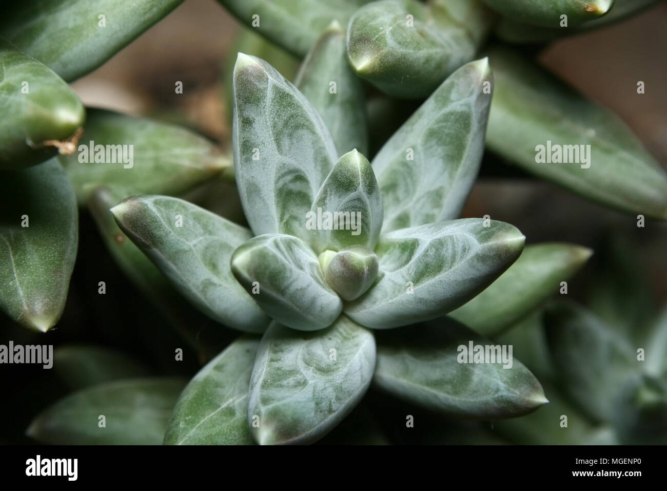 Pachyphytum compactum succulent Stock Photo - Alamy