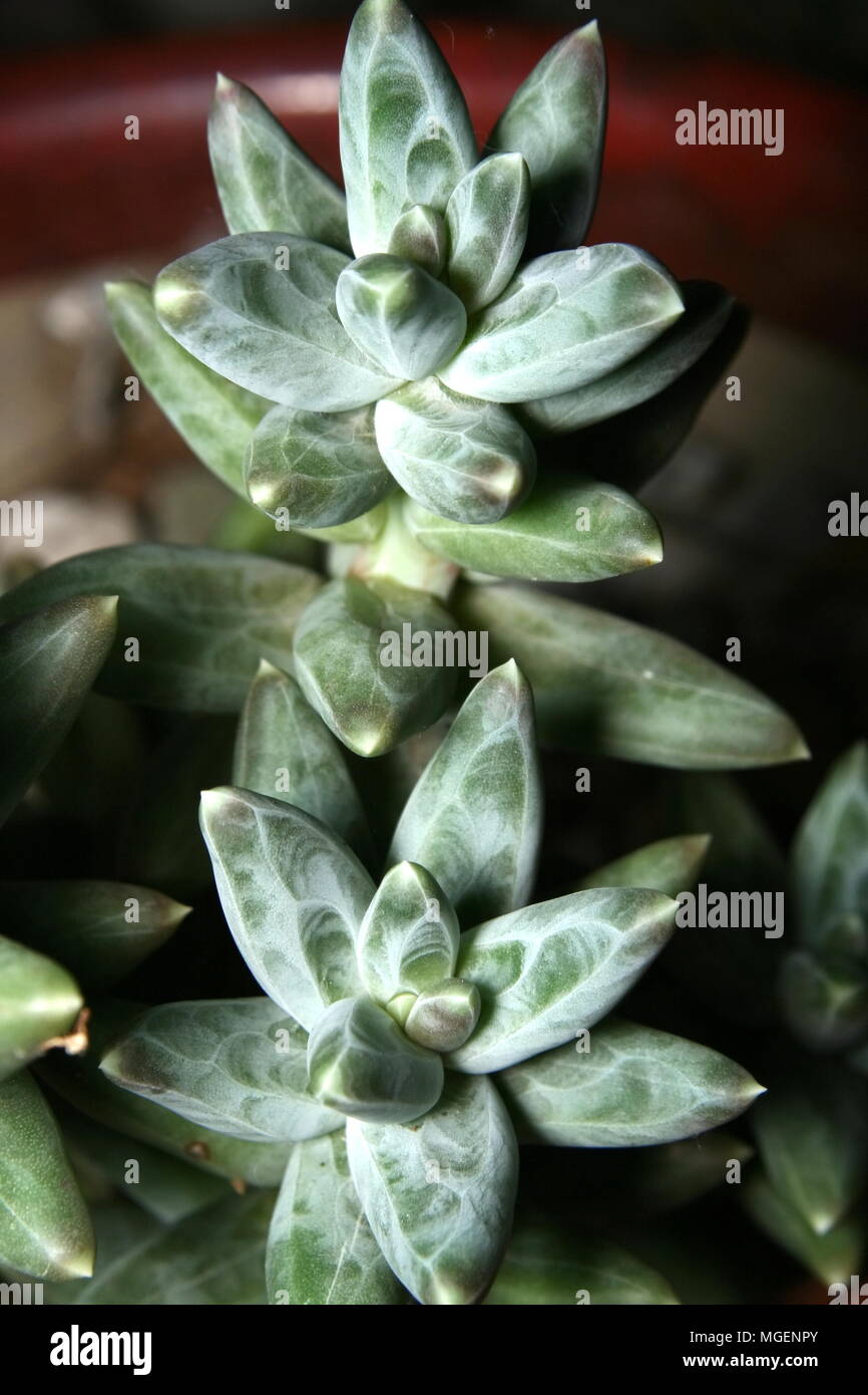 Succulent 'Pachyphytum compactum' Stock Photo - Alamy