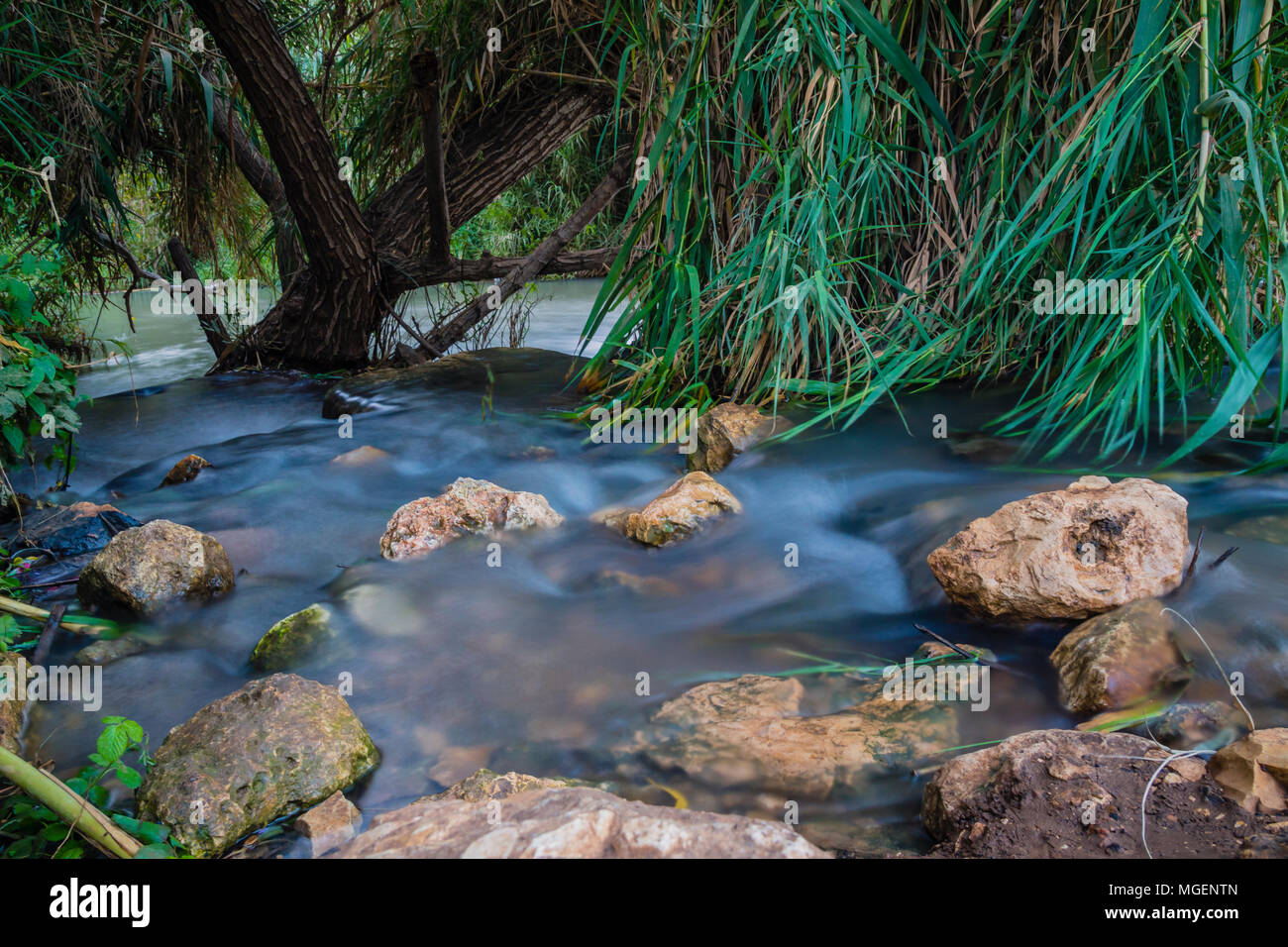 Peaceful Stream flows through forest Stock Photo - Alamy