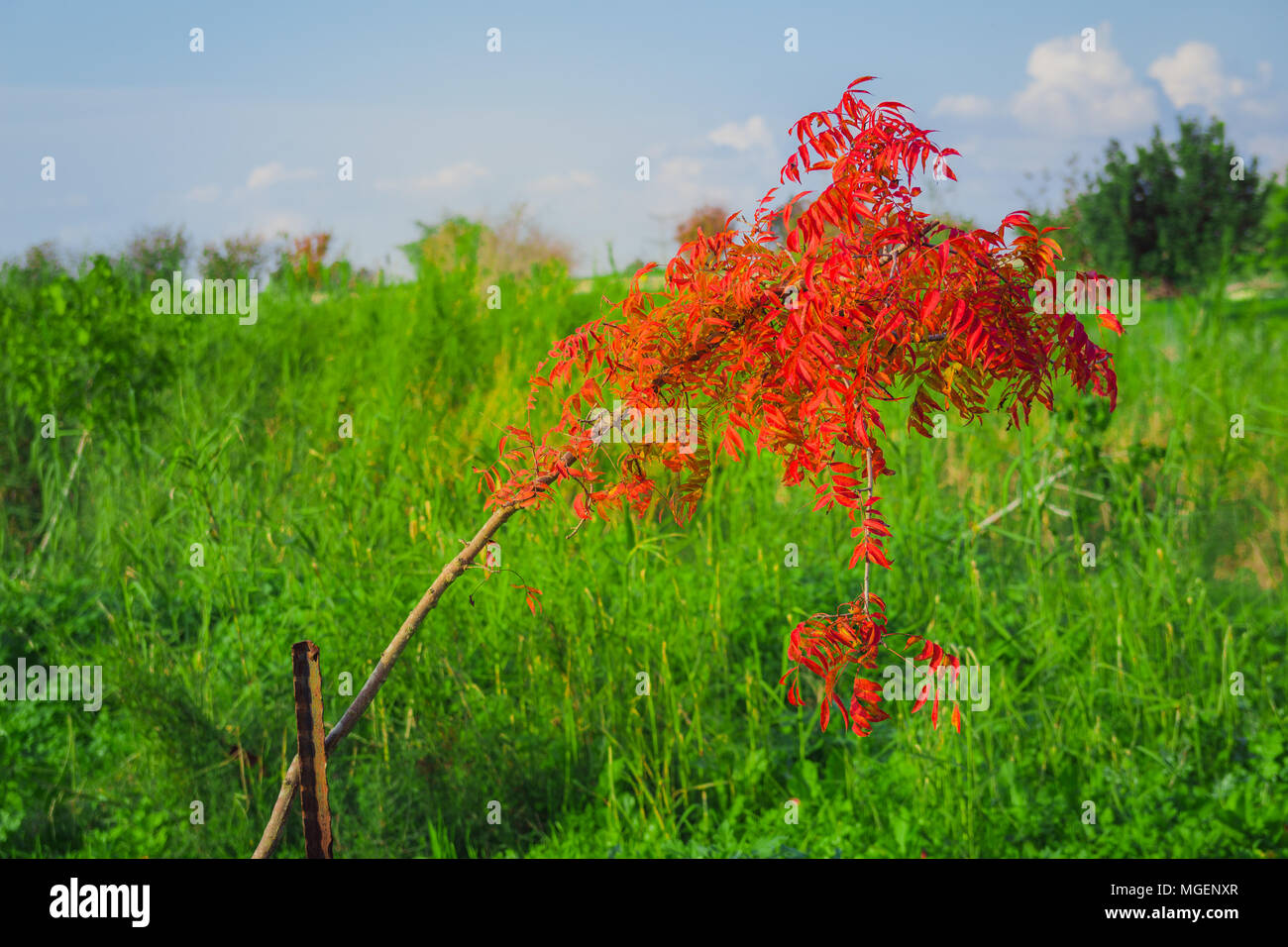 Tree with red leaves in a green field Stock Photo - Alamy