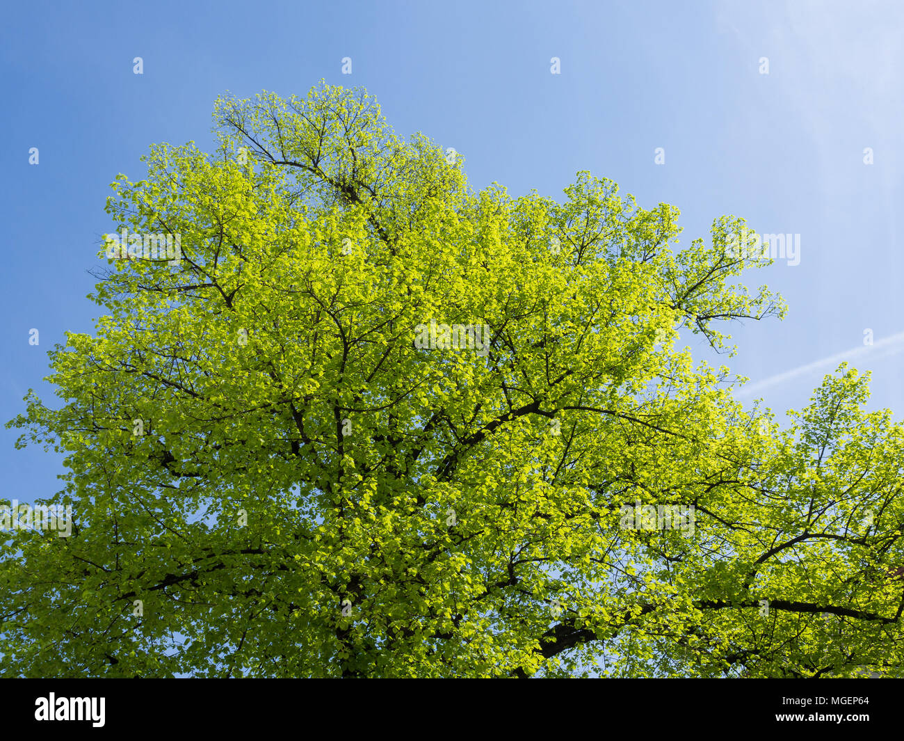 Lush green tree hi-res stock photography and images - Alamy
