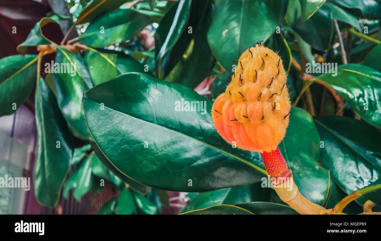 Close up of a strange orange plant. look like furry alien plant Stock ...